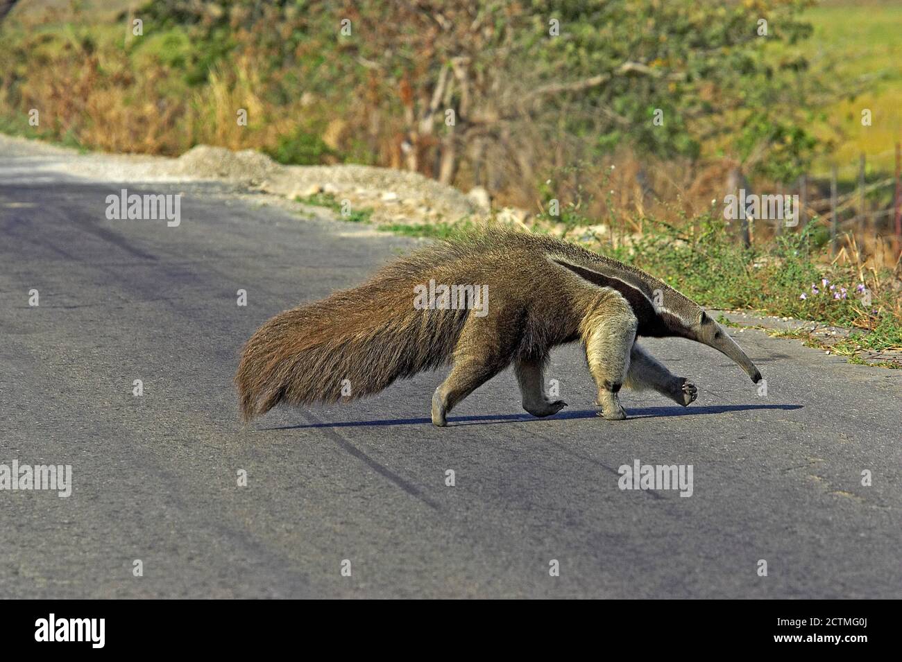 Tamanoir Myrmecophaga tridactyla), géant, des profils crossing Road ...