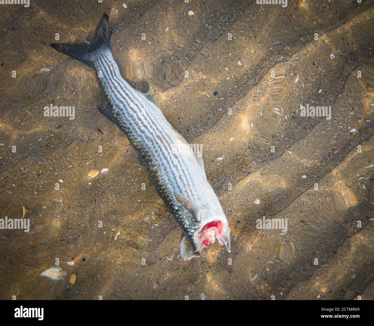 Poisson de mer Mullet sans tête sur la plage Photo Stock - Alamy