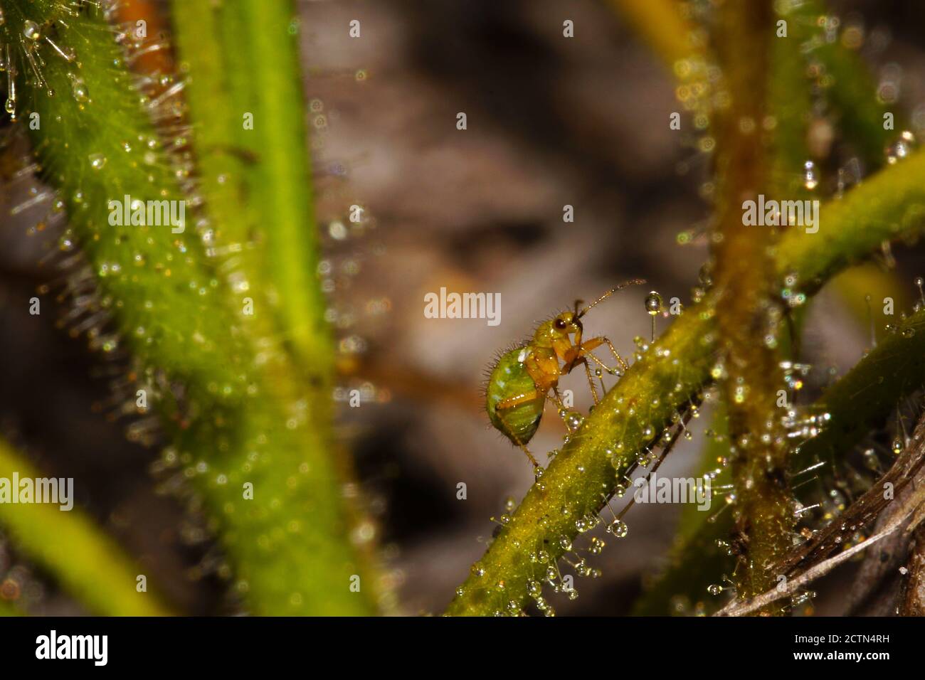 Byblis gigantea Banque de photographies et d’images à haute résolution ...