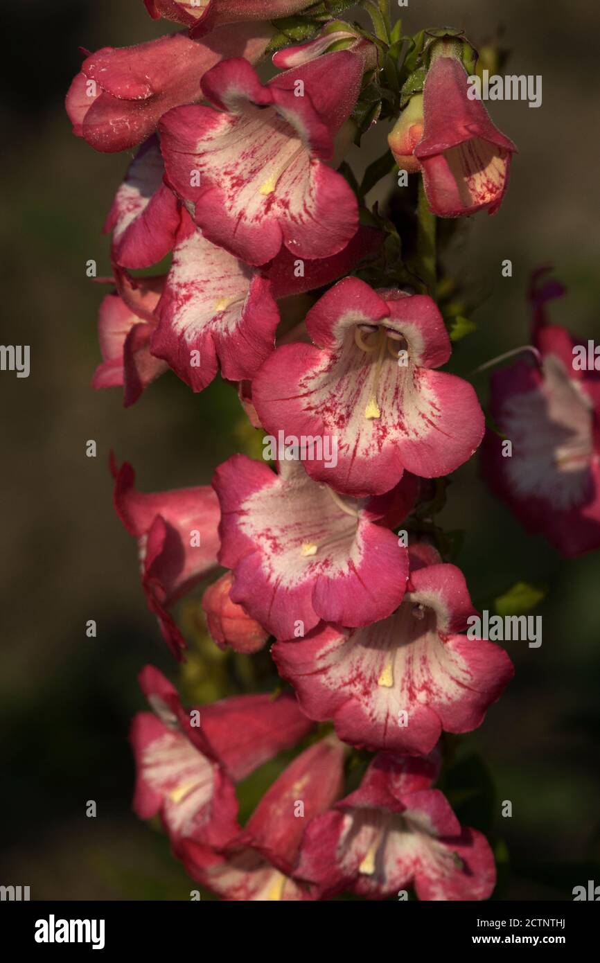 Fleurs en forme de calice Banque de photographies et d’images à haute ...