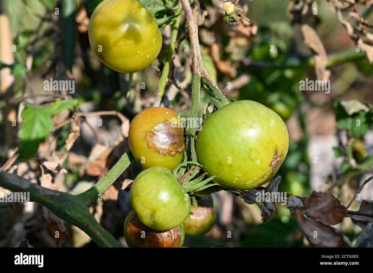 Maladies de la tomate Banque de photographies et d’images à haute ...