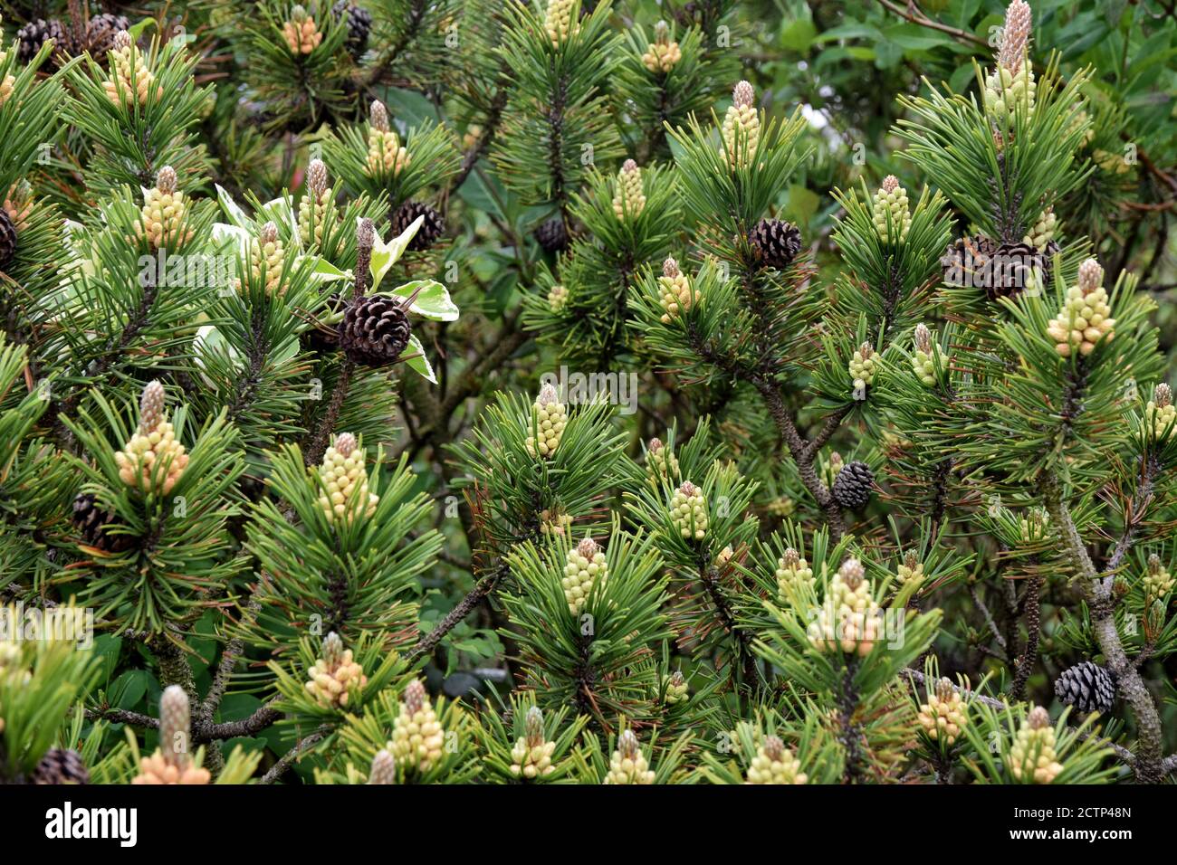 Pinus sylvestris flower cone Banque de photographies et d’images à ...