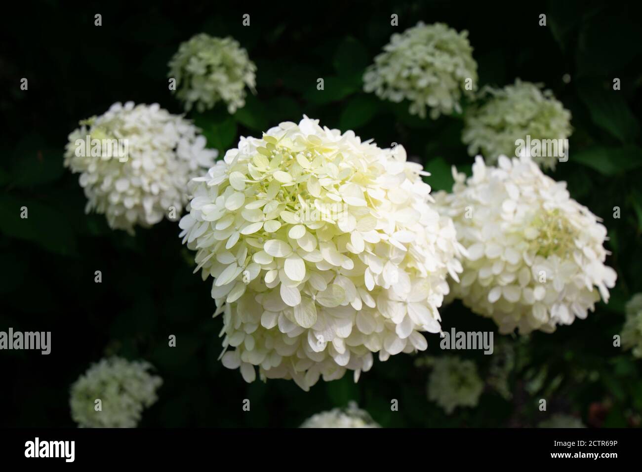 Petite fleur ronde Banque de photographies et d’images à haute ...