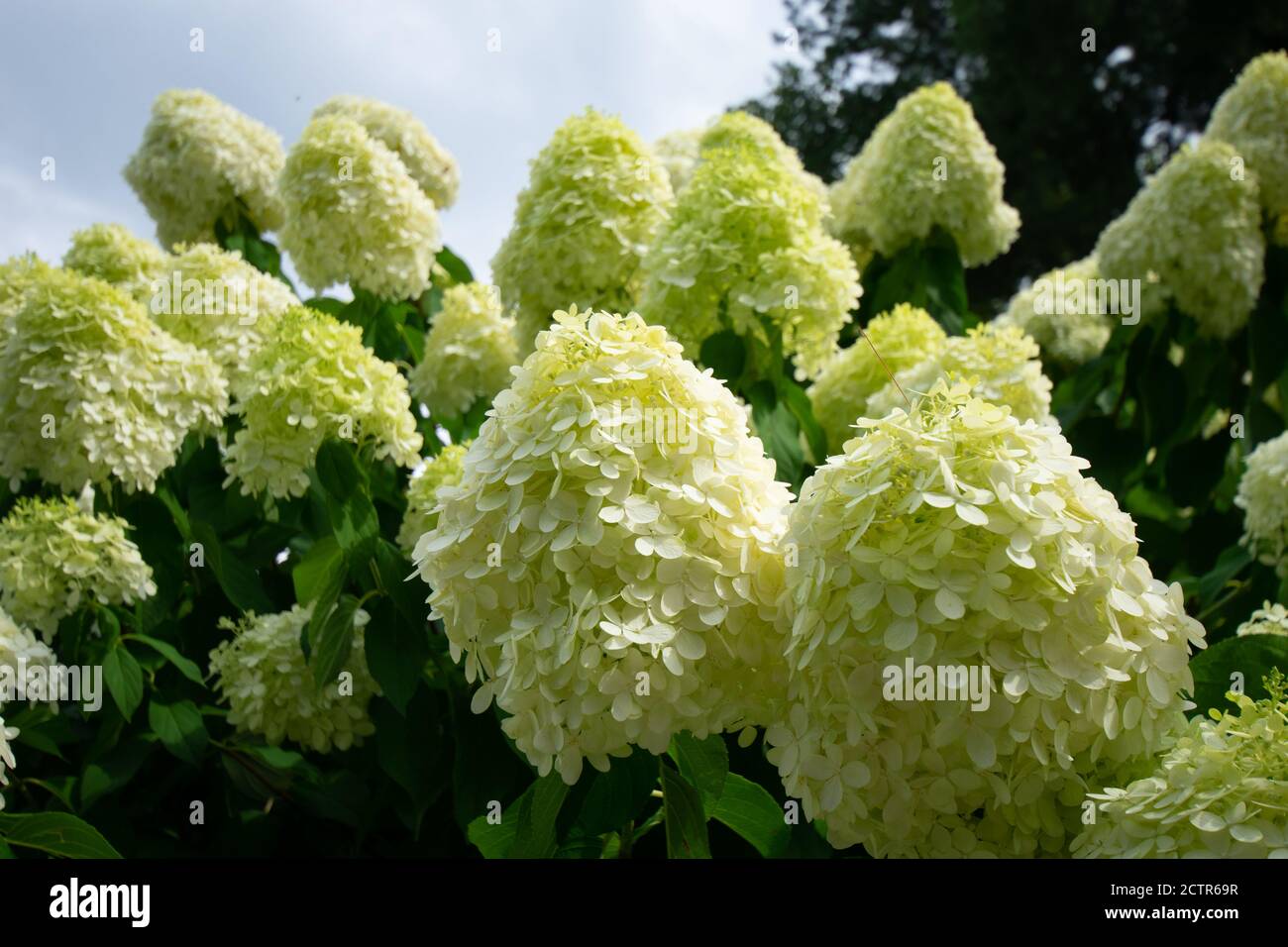 Petite fleur ronde Banque de photographies et d’images à haute ...