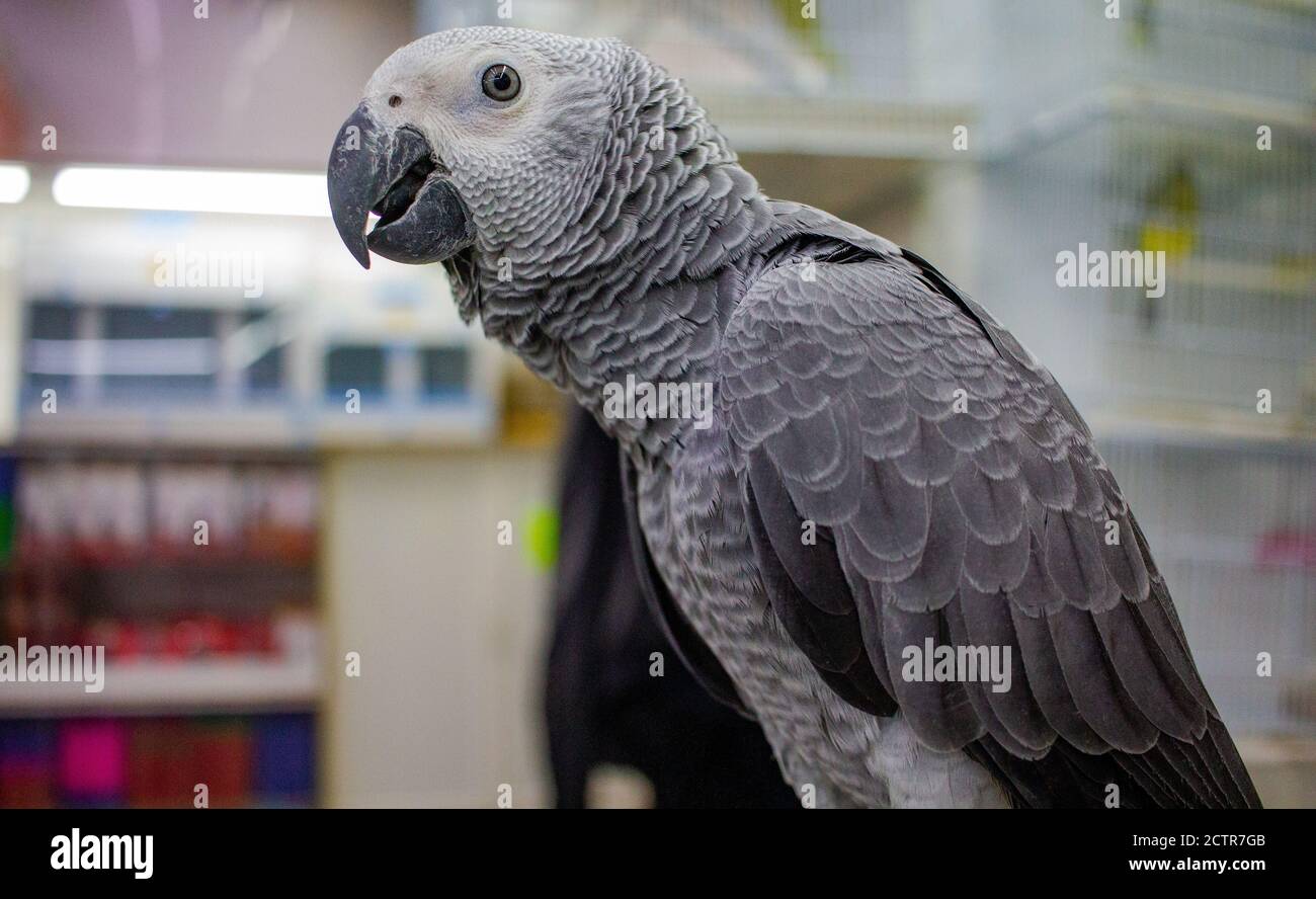 Le perroquet gris africain (Psittacus erithacus), également connu sous ...