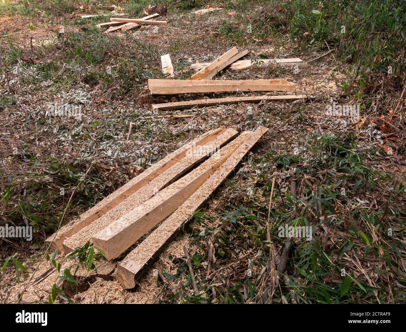 Eucaliptus forest Banque de photographies et d’images à haute ...