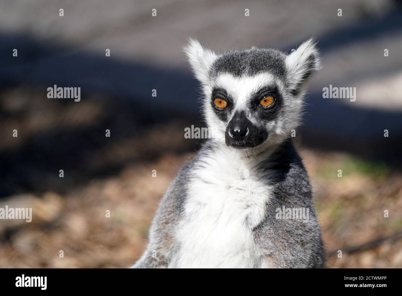 Lemur feet Banque de photographies et d’images à haute résolution - Alamy