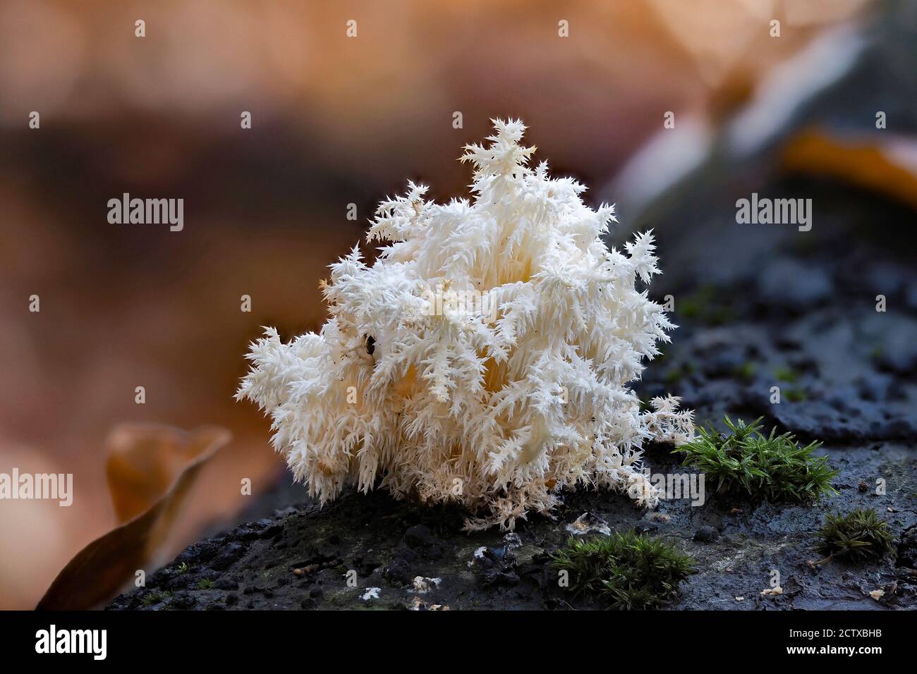 Champignon dent de corail Banque de photographies et d’images à haute ...