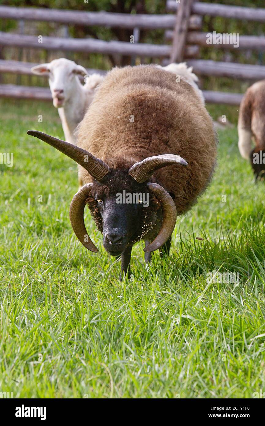 Moutons jacob sheep rare Banque de photographies et d’images à haute ...