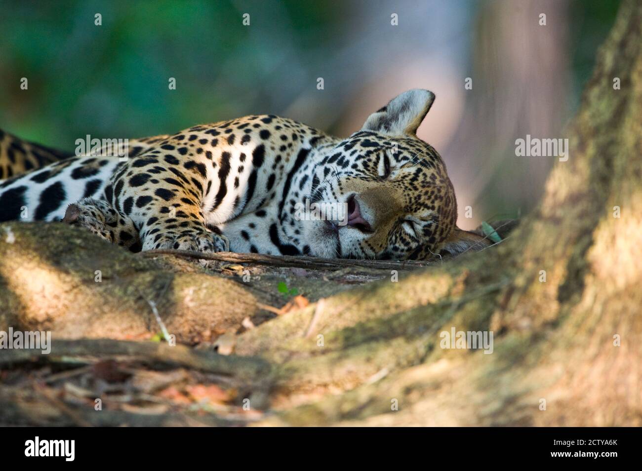 Jaguar panthera onca adulte Banque de photographies et d’images à haute ...