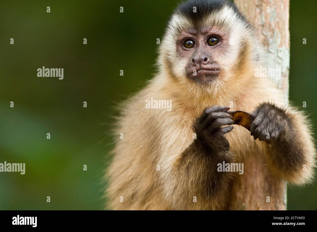Gros plan d'un capucin brun (Cebus apella), rivière Three Brothers ...