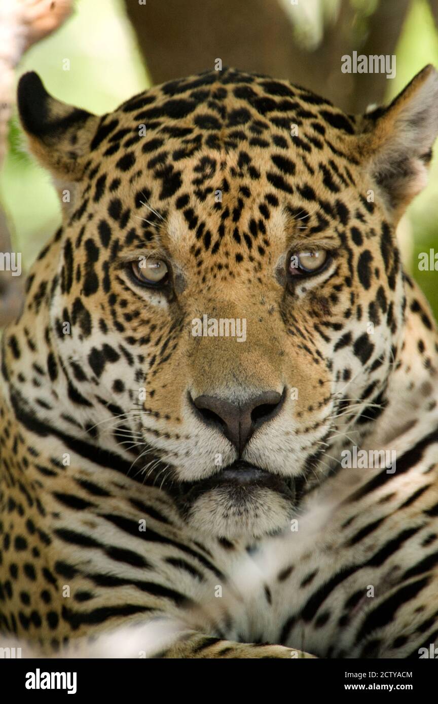 Oeil du jaguar Banque de photographies et d’images à haute résolution ... Oeil du jaguar Banque de photographies et d’images à haute résolution ...