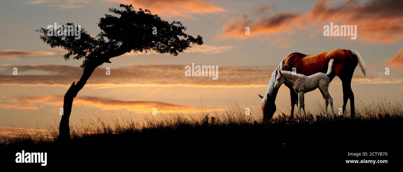 Horse and tree silhouette Banque de photographies et d’images à haute résolution - Alamy