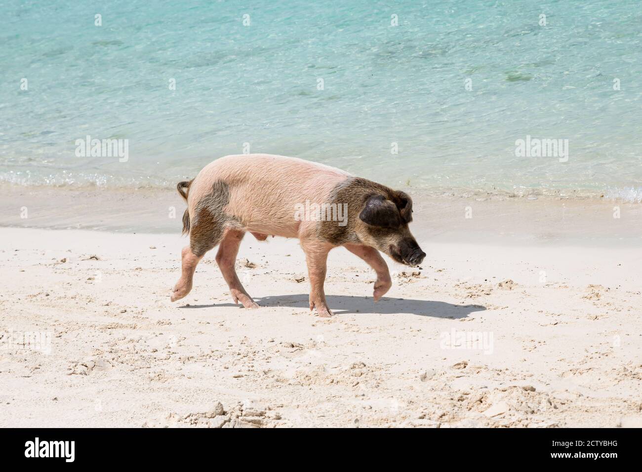 Les célèbres cochons de natation (porcs sauvages) des Bahamas vivant ...