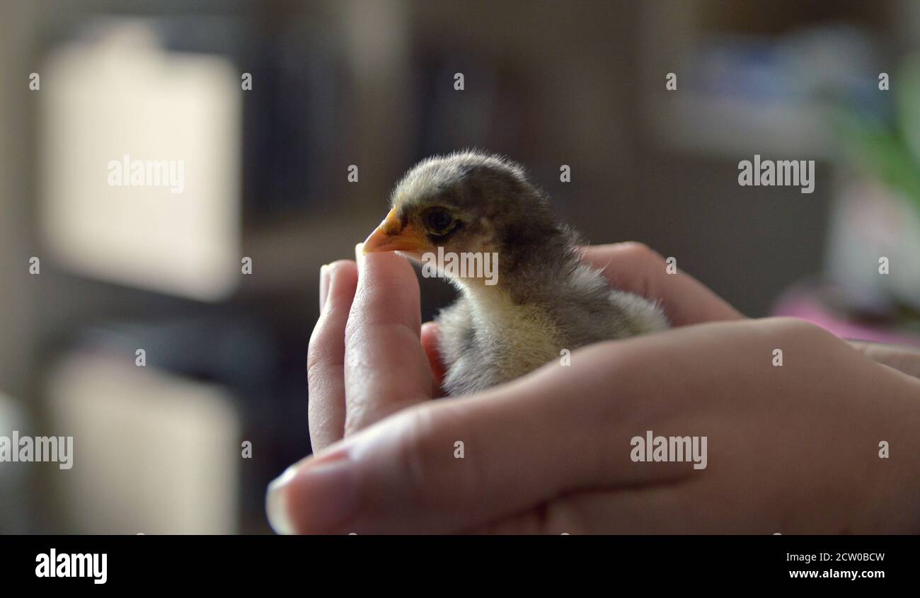 Poussin mignon Banque de photographies et d’images à haute résolution ...