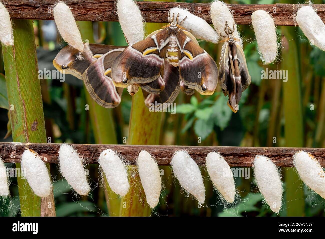 Larve de papillon oeuf Banque de photographies et d’images à haute ...