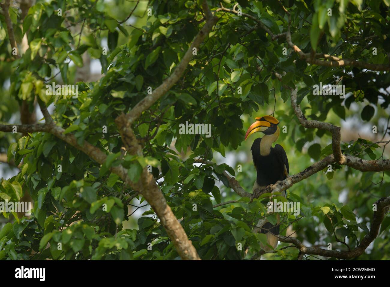 Images de calao Banque de photographies et d’images à haute résolution ...