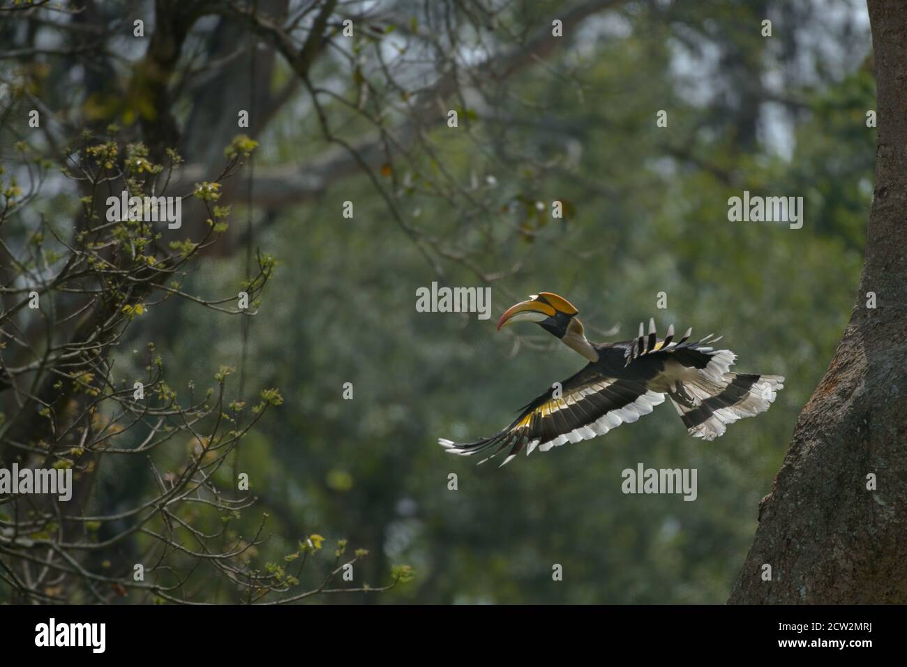 Images de calao Banque de photographies et d’images à haute résolution ...