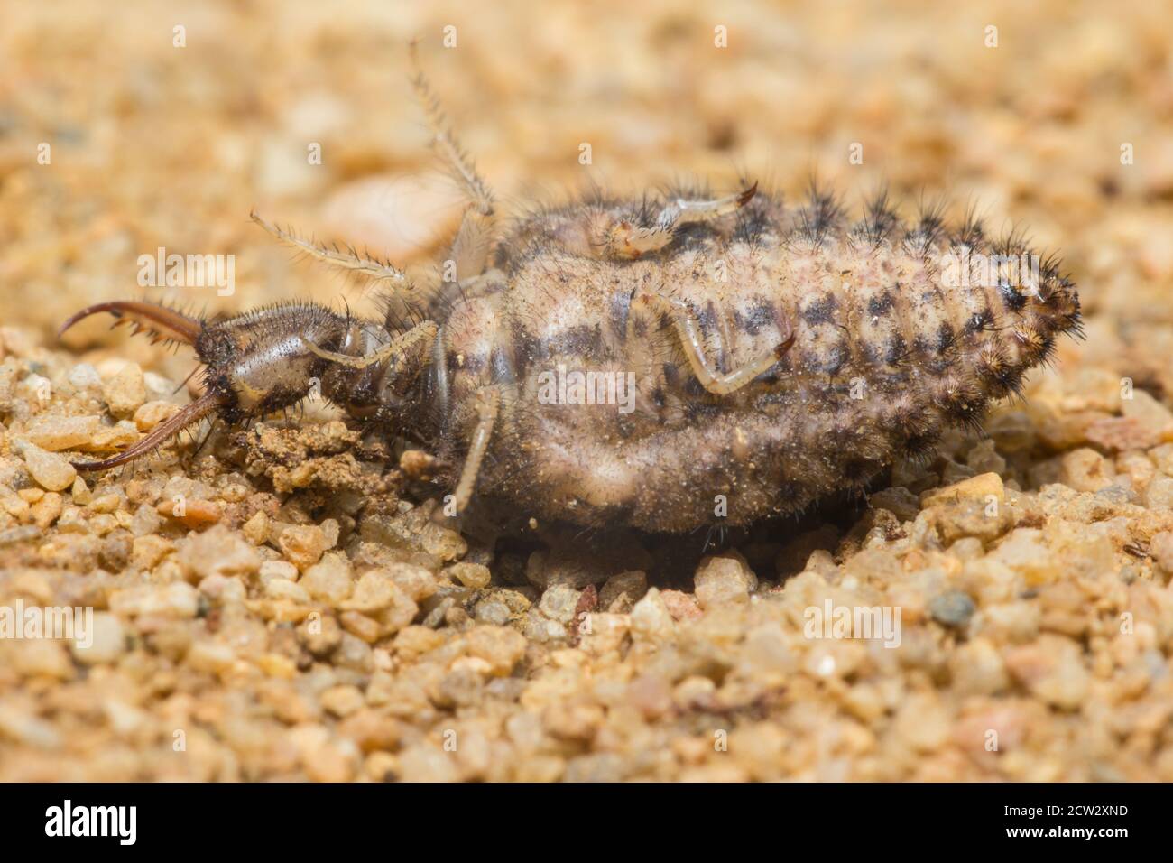Antlion myrmeleon formicarius Banque de photographies et d’images à ...