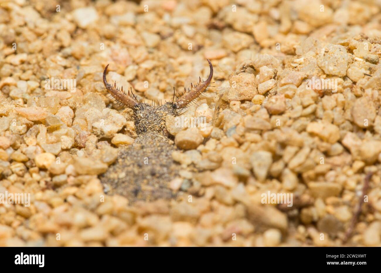 Antlion myrmeleon formicarius Banque de photographies et d’images à ...