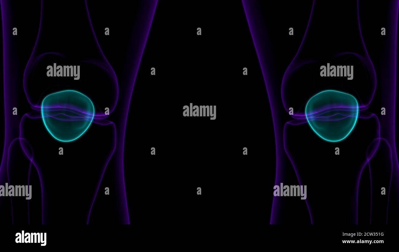 Anatomie du squelette humain rotule OS 3D Rendering for Medical concept ...
