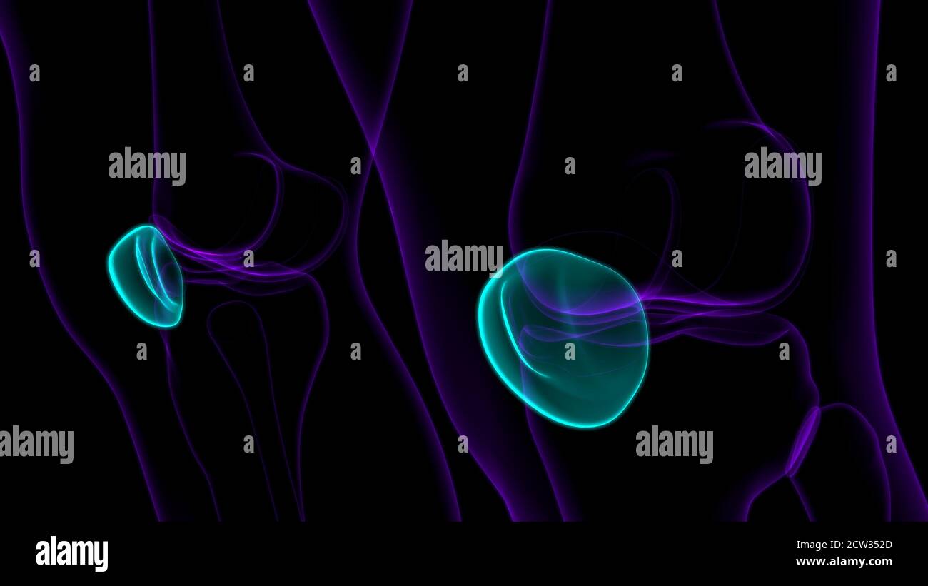 Anatomie du squelette humain rotule OS 3D Rendering for Medical concept ...