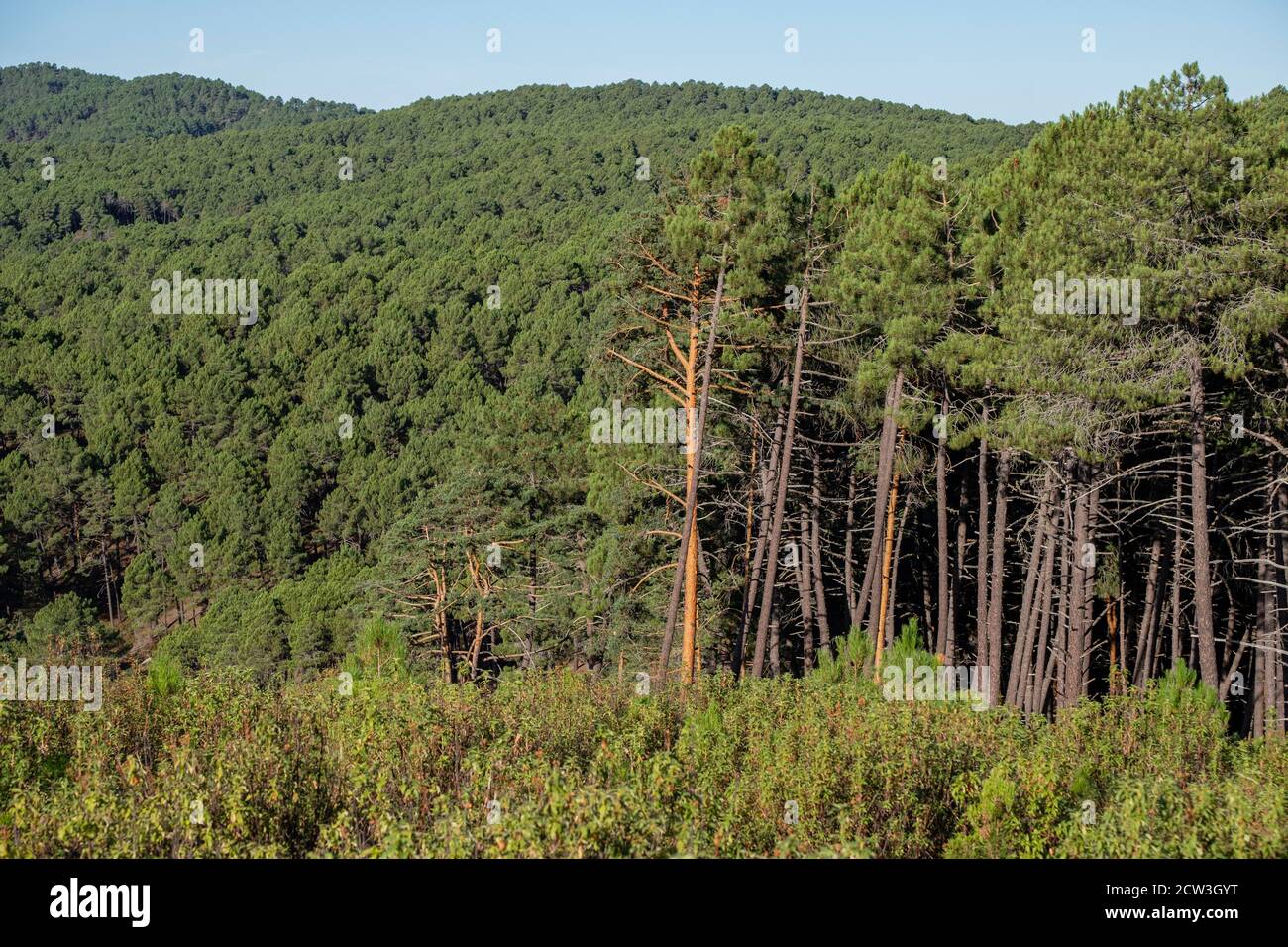 Arboles de clima boreal Banque de photographies et d’images à haute ...