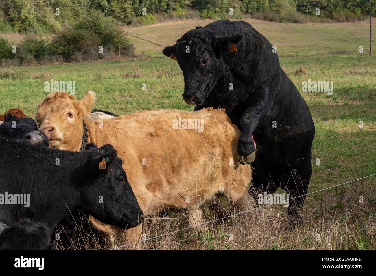 Fertilization cattle Banque de photographies et d’images à haute ...