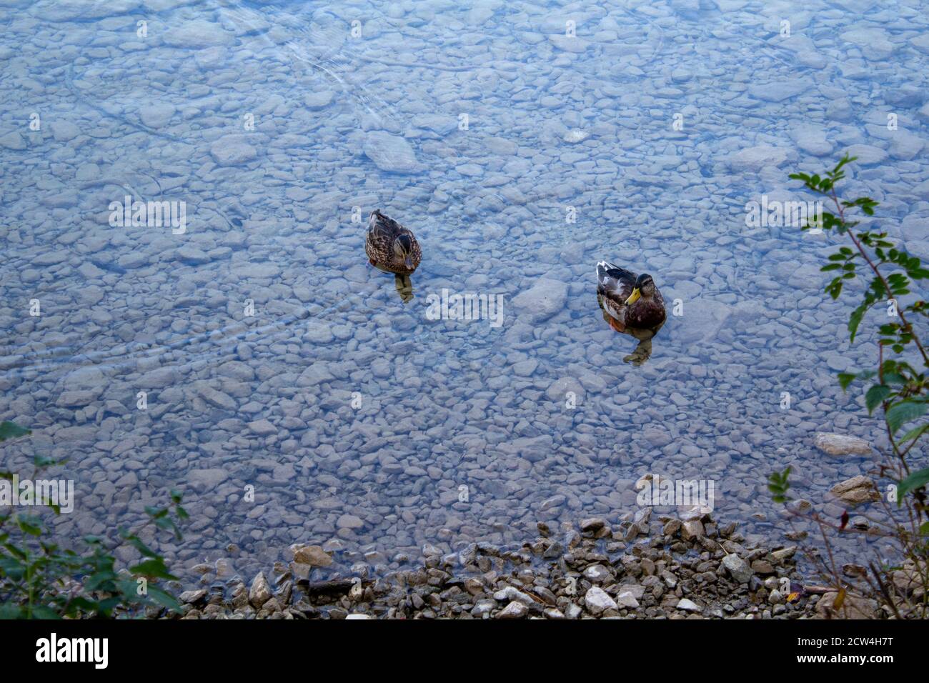 Photo à grand angle de canards nageant dans le lac de Haldensee, dans ...