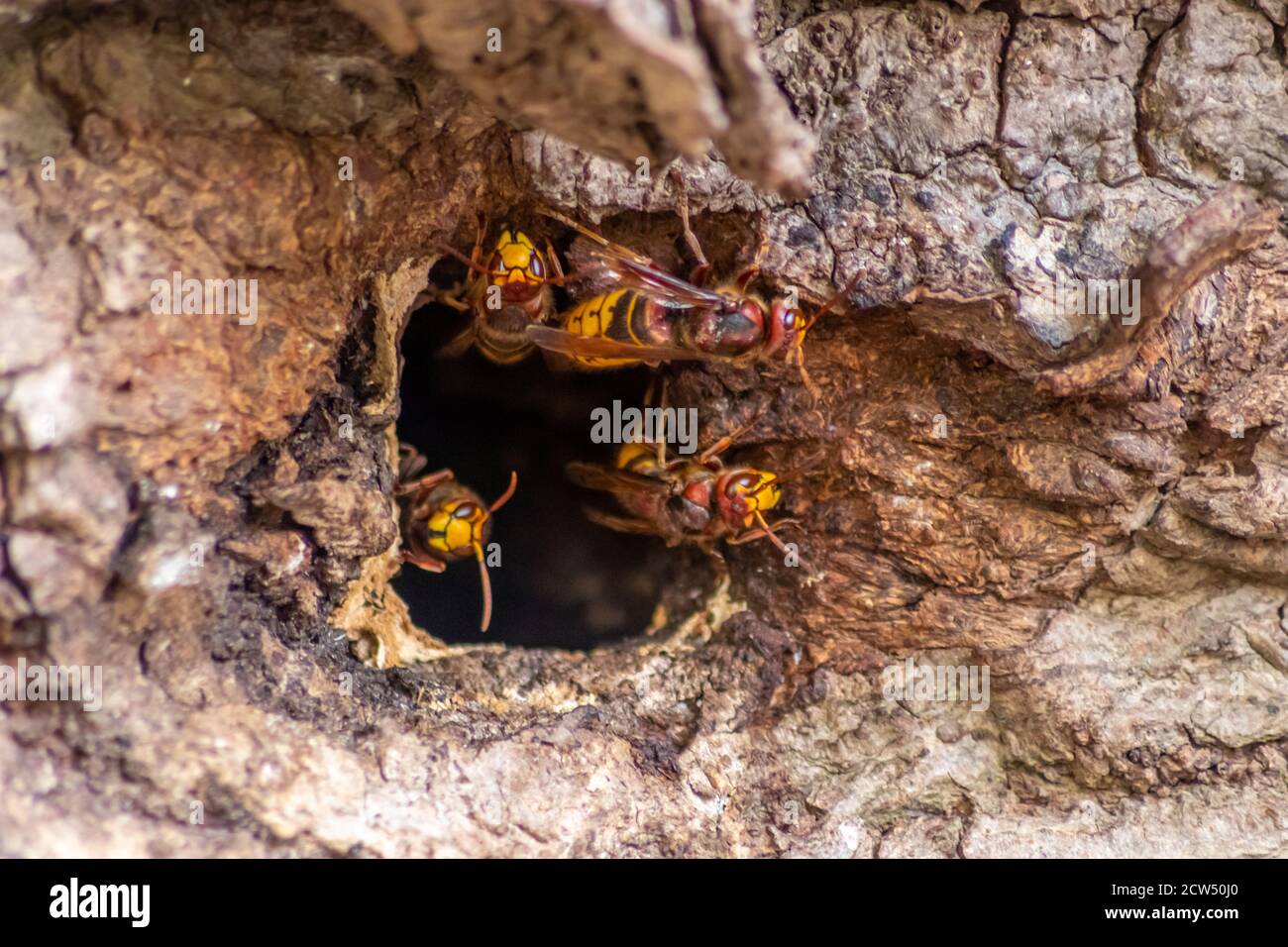 Les frelons européens défendent l'entrée de leur nid de frelons ...