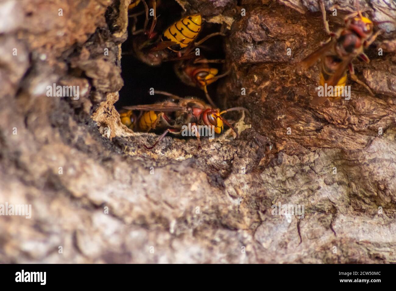 Les frelons européens défendent l'entrée de leur nid de frelons ...