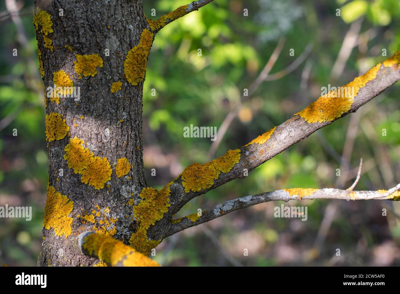 Lichen croustillant jaune sur un tronc d'arbre, gros plan. Maladie de l ...