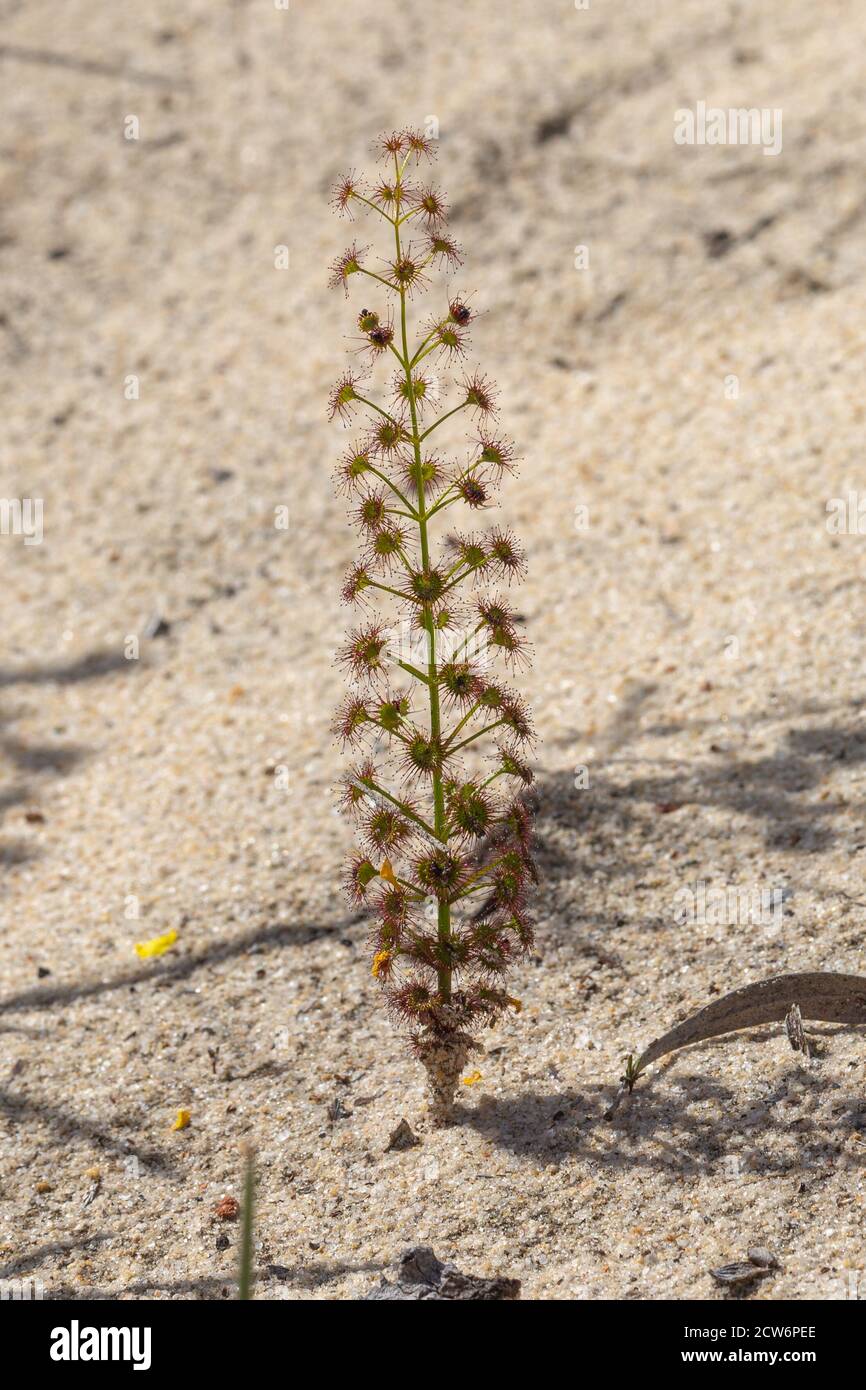 Drosera stolonifera ssp porrecta Banque de photographies et d’images à ...