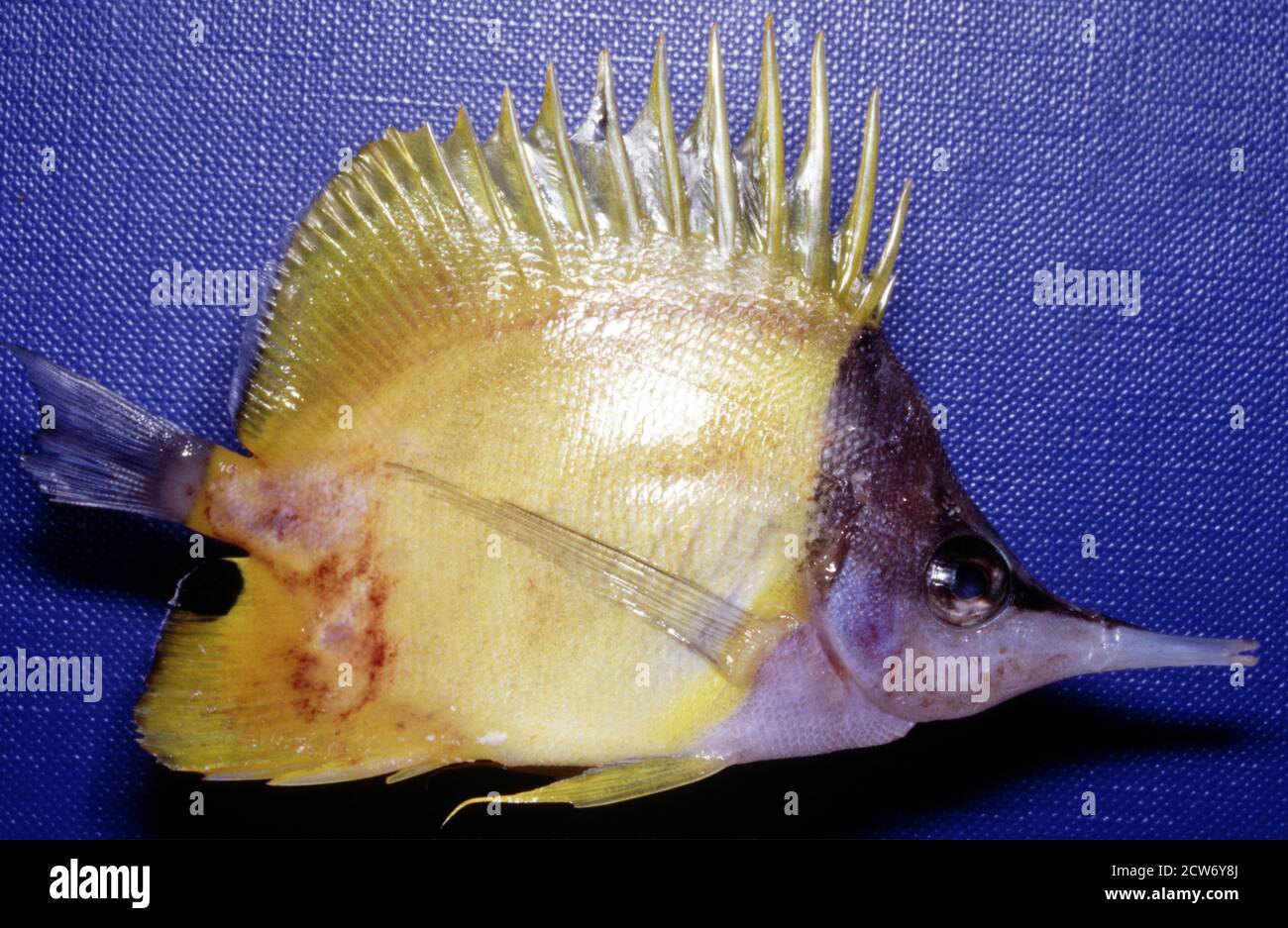 Parasite des poissons marins Banque de photographies et d’images à ...