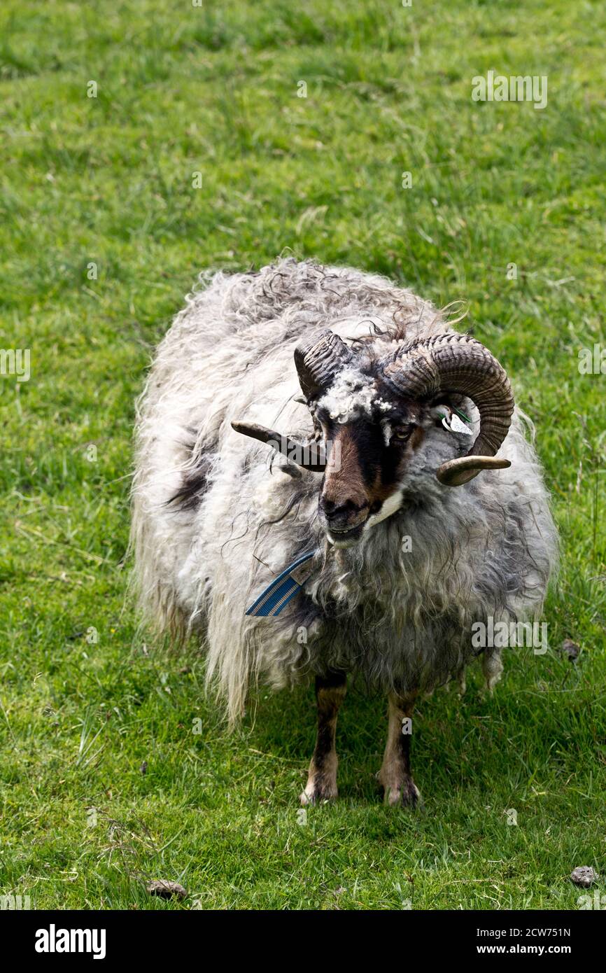 Mouton corne dorset Banque de photographies et d’images à haute ...