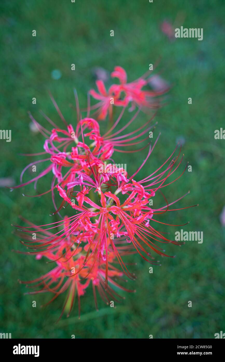 Lycoris bleu Banque de photographies et d’images à haute résolution - Alamy
