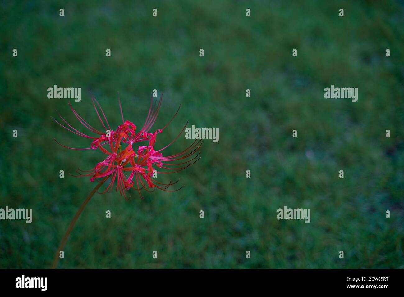 Lycoris radiata red spider lily Banque de photographies et d’images à ...