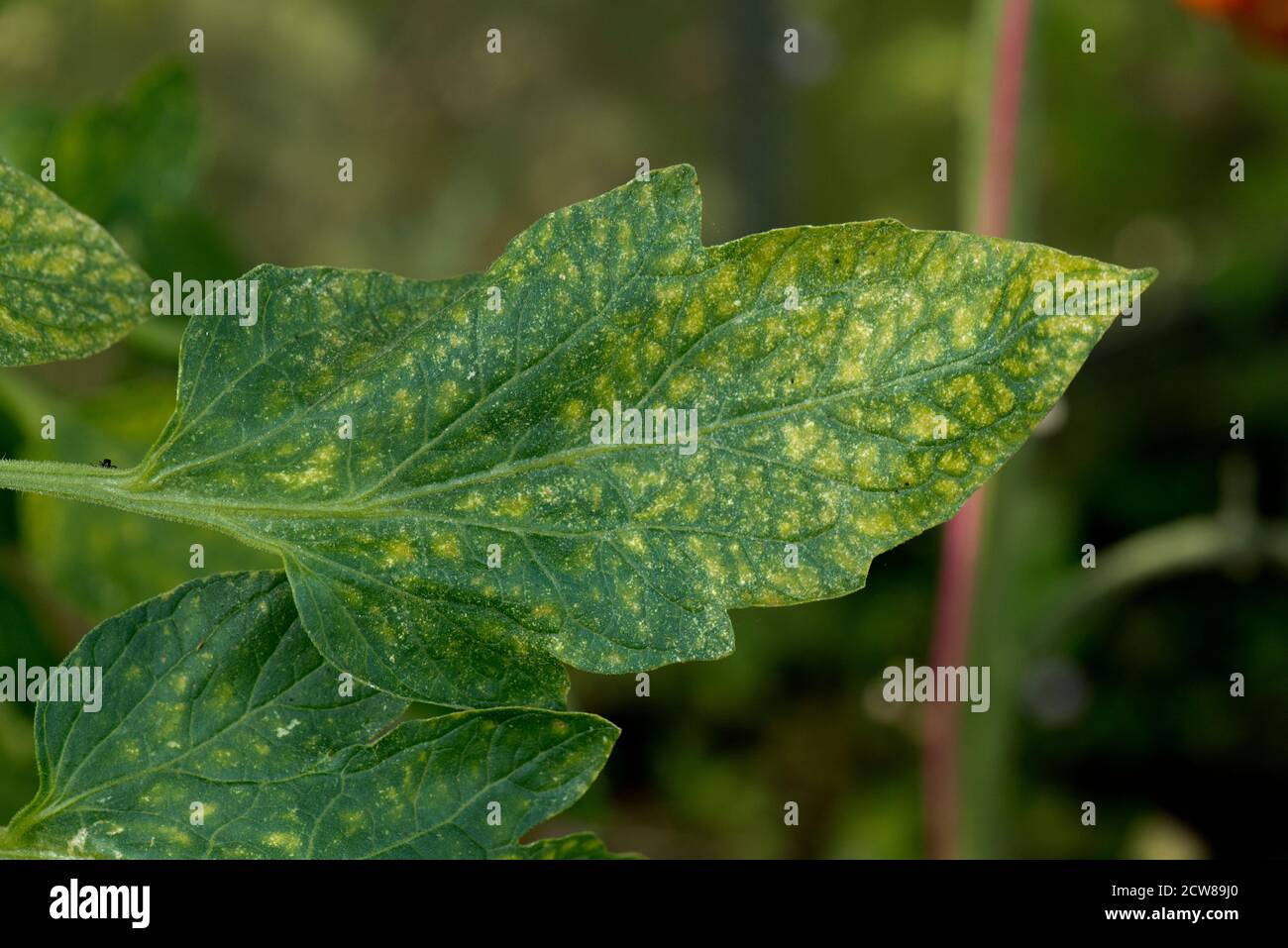 Tétranychus urticae (Tetranychus urticae), araignée à deux points ou à ...
