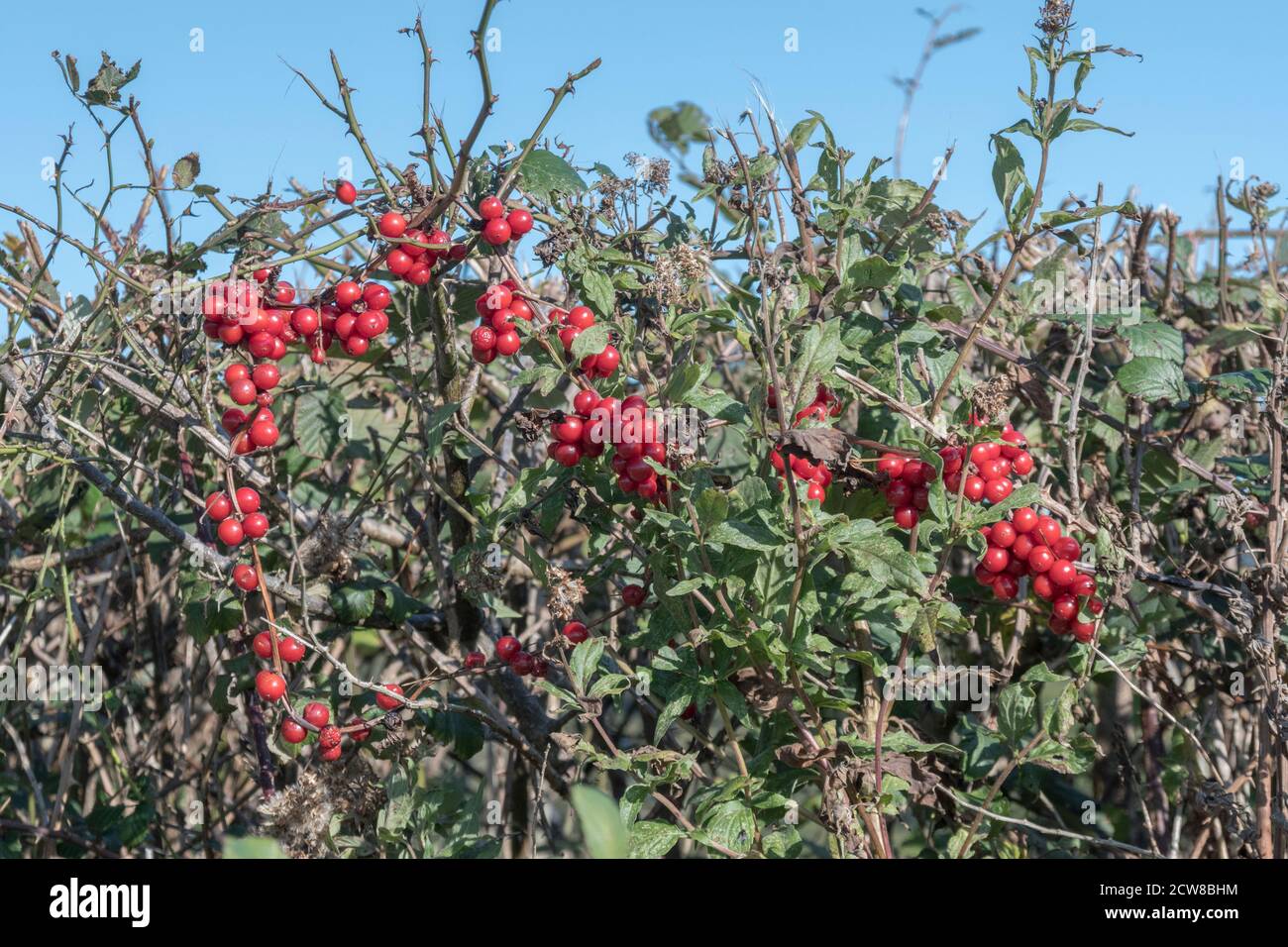 Baies de haies toxiques Banque de photographies et d’images à haute ...