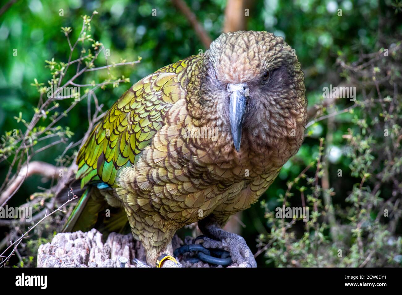 Le kea (Nestor notabilis), une espèce de grand perroquet de la famille ...