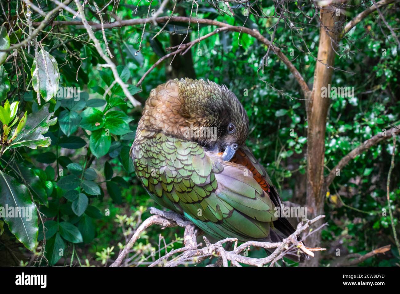 Le kea (Nestor notabilis), une espèce de grand perroquet de la famille ...