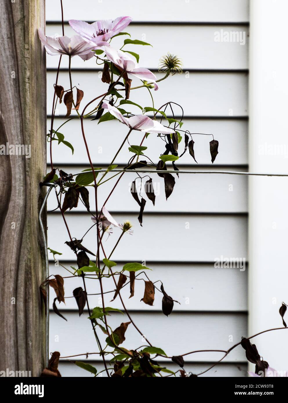 Vigne grimpante Banque de photographies et d’images à haute résolution ...