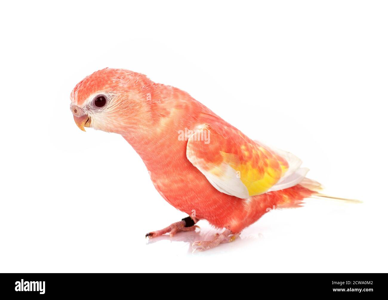 Bourke parrot Banque de photographies et d’images à haute résolution ...