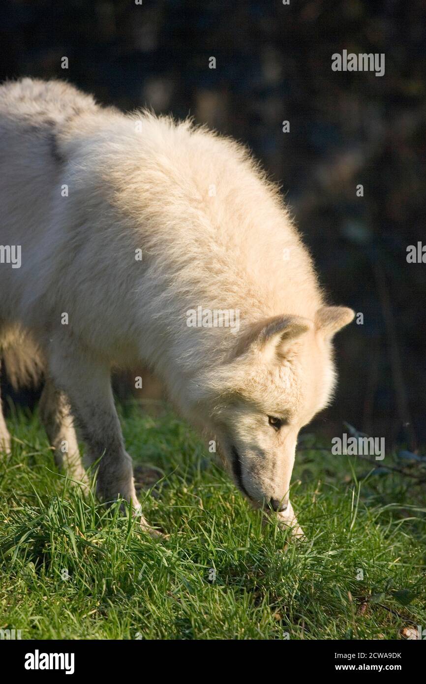 Loup arctique canis lupus tundrarum Banque de photographies et d’images ...