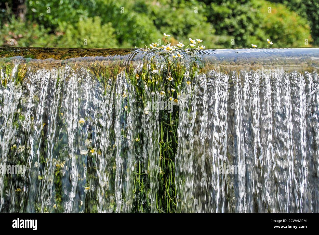Des fleurs sauvages défiantes frappent à travers l'eau en cascade du ...