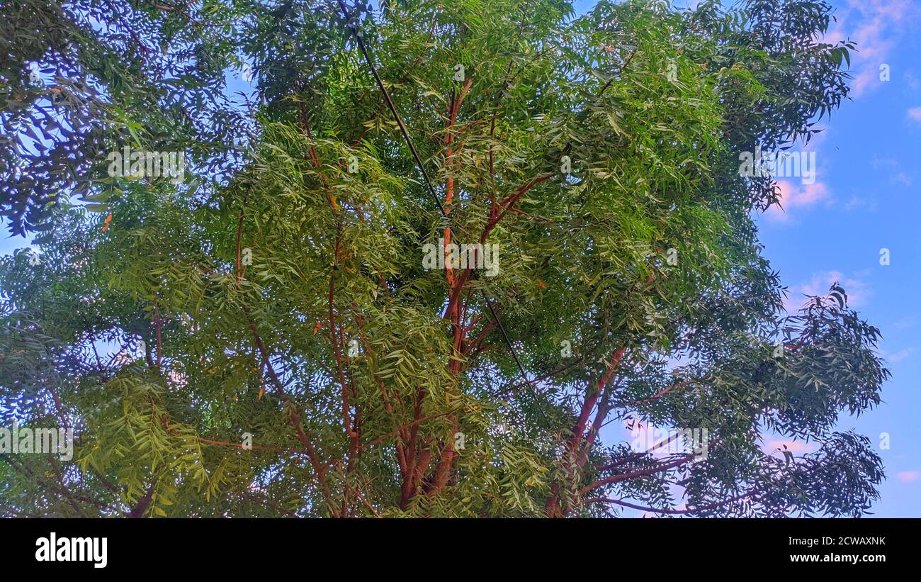 Neem azadirachta indica Banque de photographies et d’images à haute ...