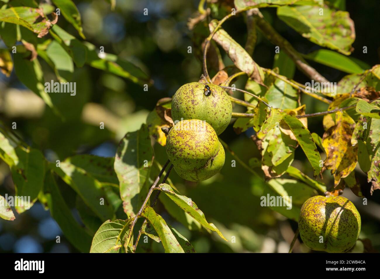 Noix qui poussent sur un arbre Banque de photographies et d’images à ...