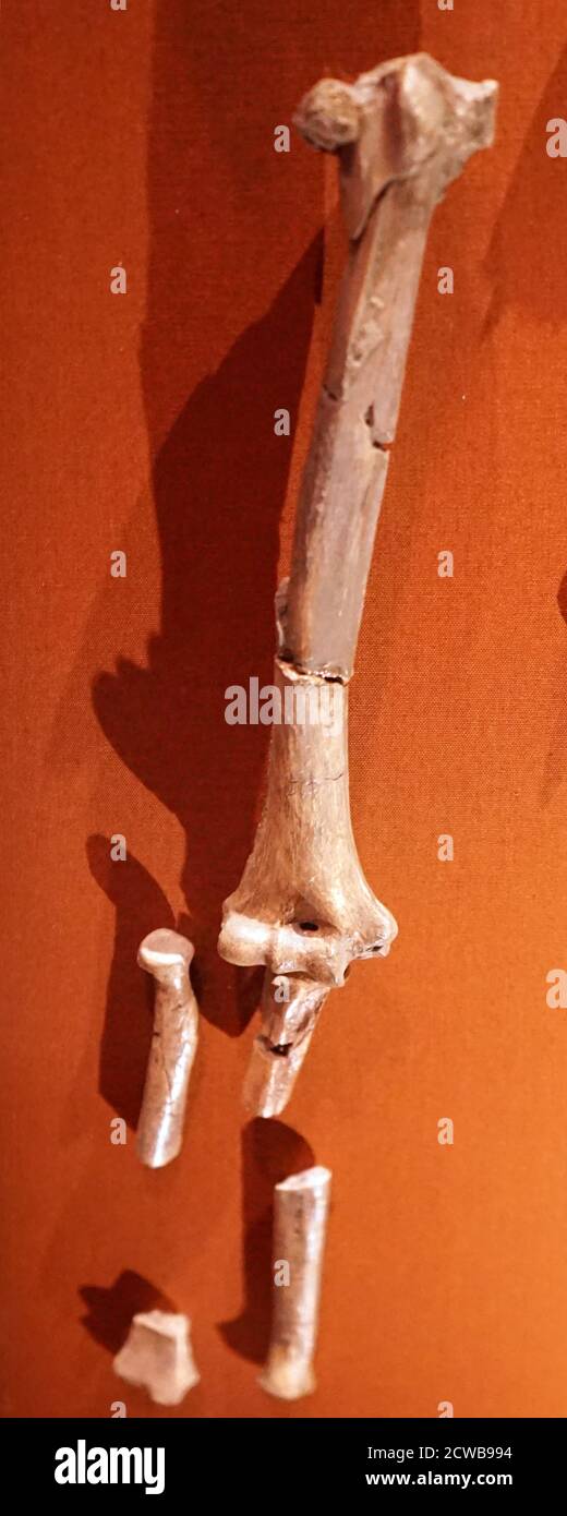 Fossile d'un ancien Australopithecus afarensis appelé Lucy Photo Stock ...