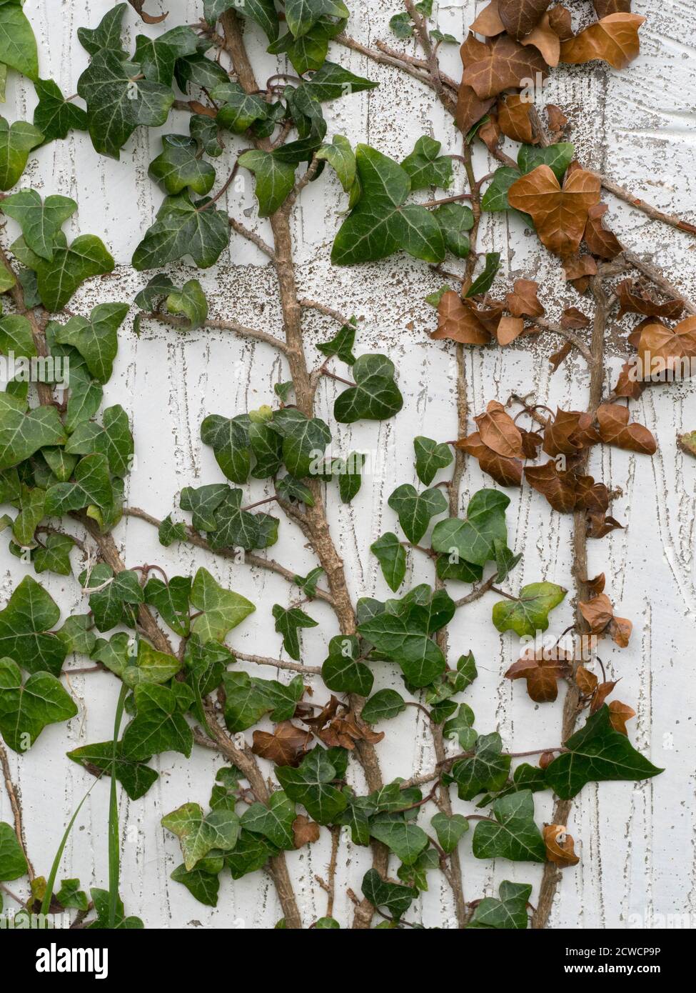 Ivy Hedera Helix Wall Banque d'image et photos - Alamy