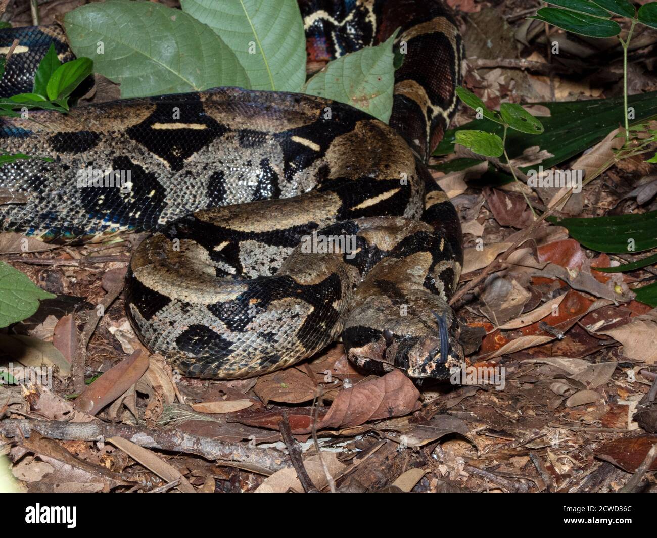 Serpent terrestre amazon Banque de photographies et d’images à haute ...